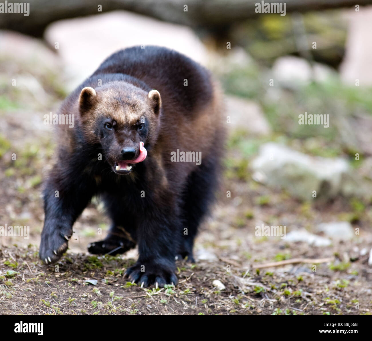 Wolverine glutton carcajou gulo gulo hi-res stock photography and ... Wolverine glutton carcajou gulo gulo hi-res stock photography and ...