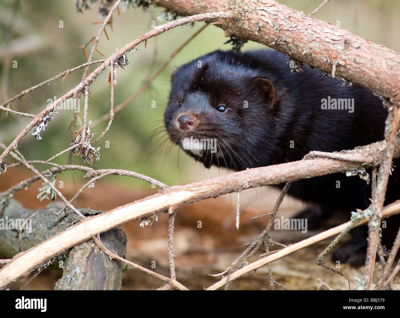 Semi aquatic fauna hi-res stock photography and images - Alamy