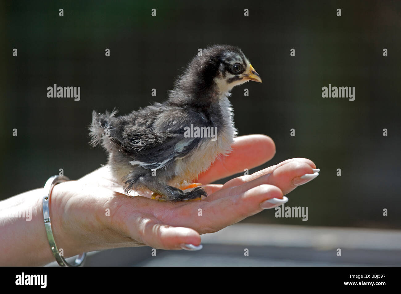 Black bantam hi-res stock photography and images - Alamy