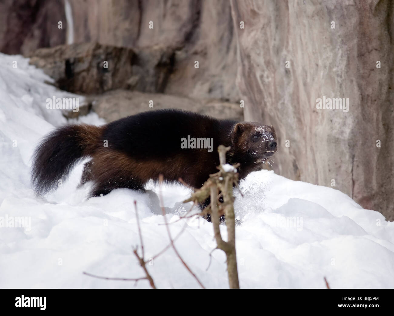 Wolverine (Gulo gulo Stock Photo - Alamy