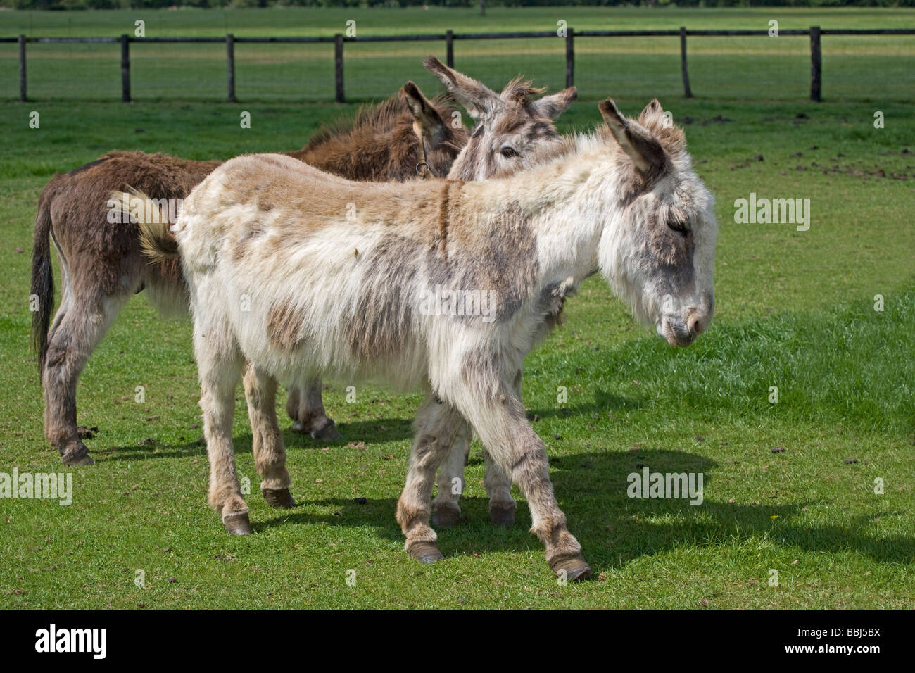 Donkey breeds hi-res stock photography and images - Alamy