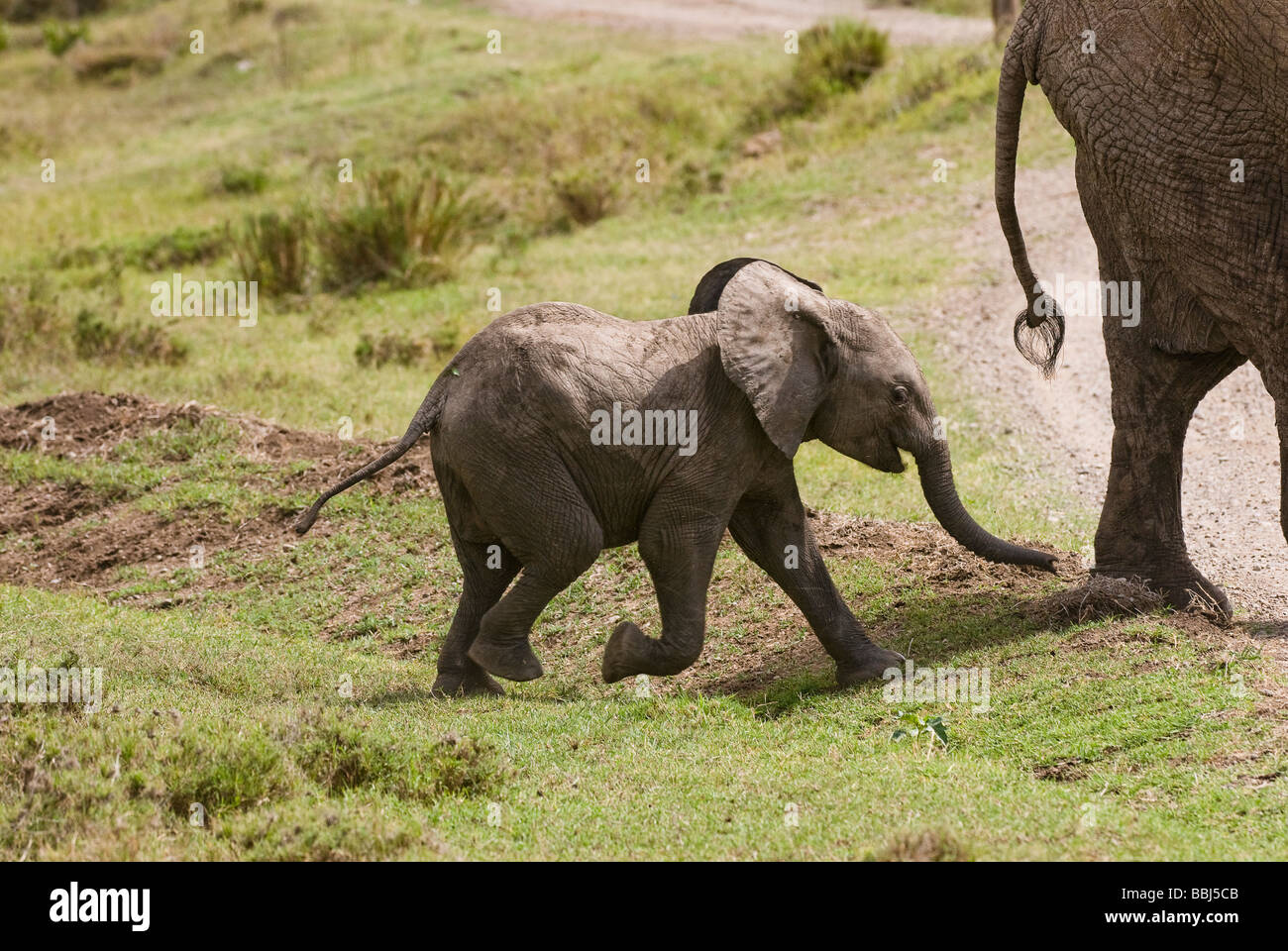 African elephants safari running hi-res stock photography and images ...