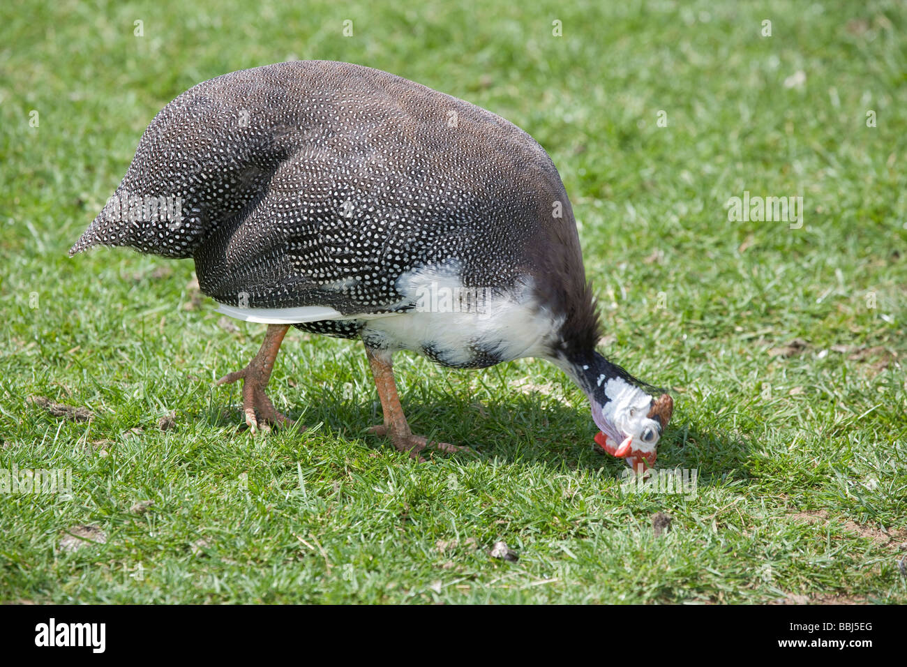 Rare breeds fowl hi-res stock photography and images - Alamy