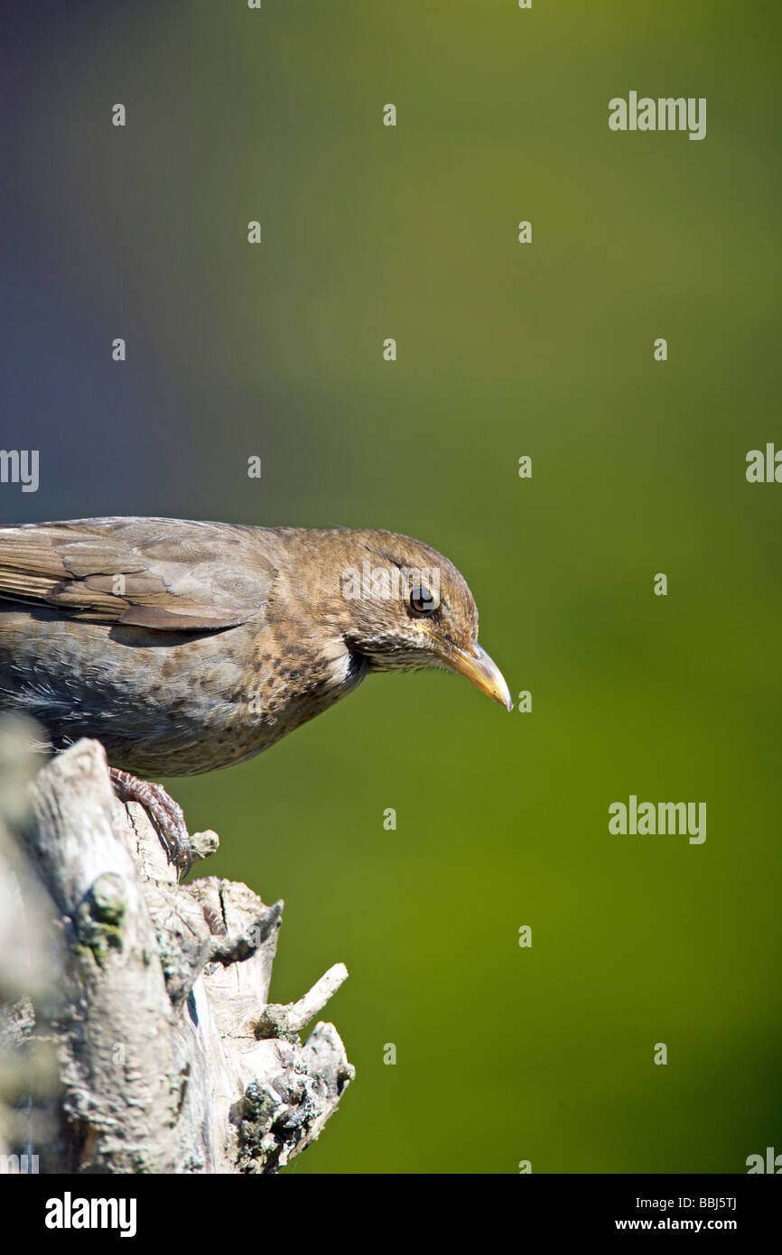 Black bird turdus merula hi-res stock photography and images - Alamy