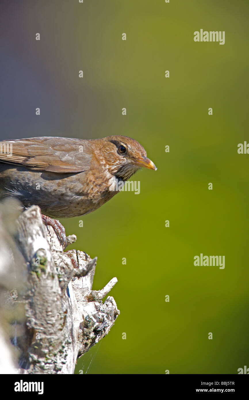 Black Bird Turdus merula (Turdidae Stock Photo - Alamy