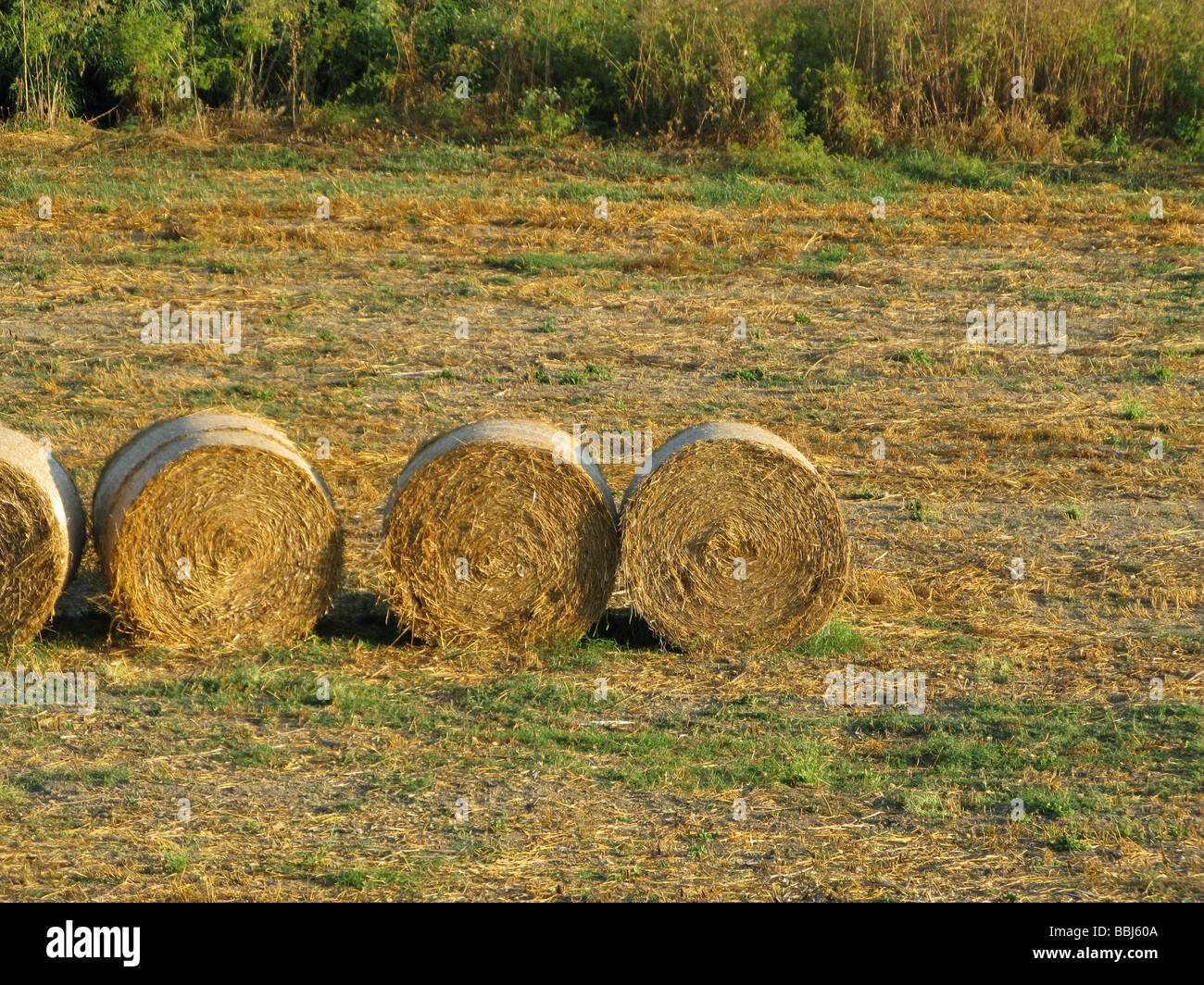 three straw bales in field in farm in countryside Stock Photo - Alamy
