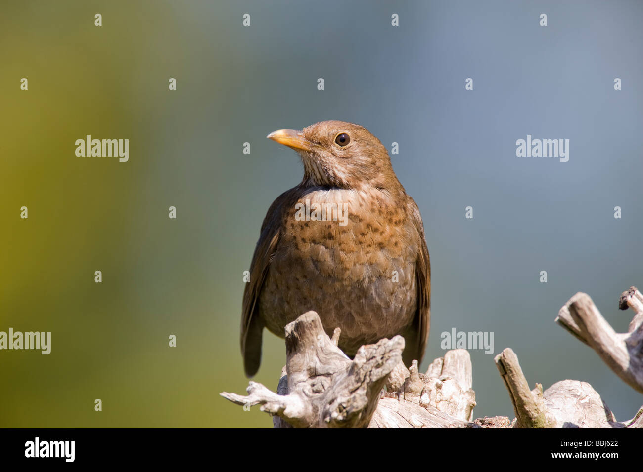 Black Bird Turdus merula (Turdidae Stock Photo - Alamy