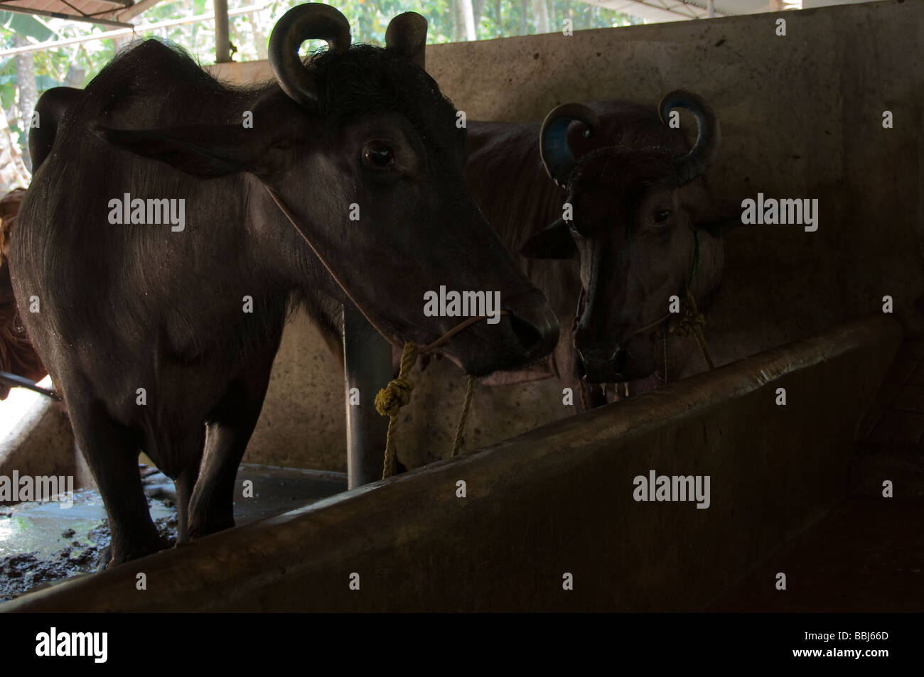 Cattle kerala hi-res stock photography and images - Alamy
