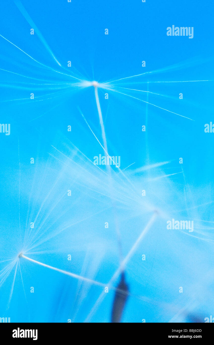 Dandelion seeds blowing in the wind Stock Photo - Alamy