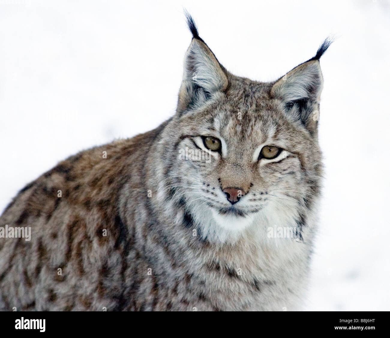 Eurasian Lynx, Lodjur, lo, (Lynx lynx Stock Photo - Alamy