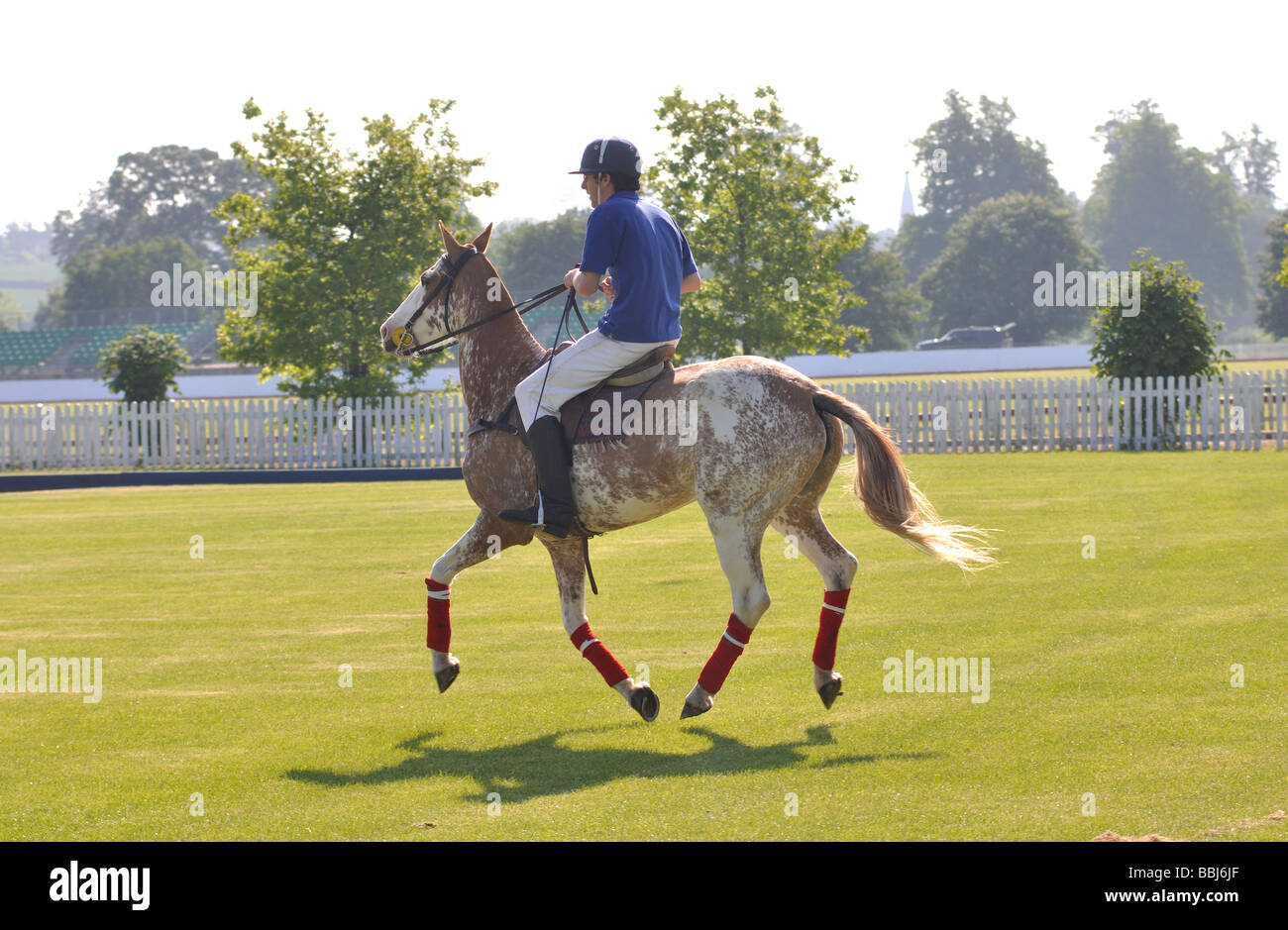 Polo pony and rider Stock Photo - Alamy