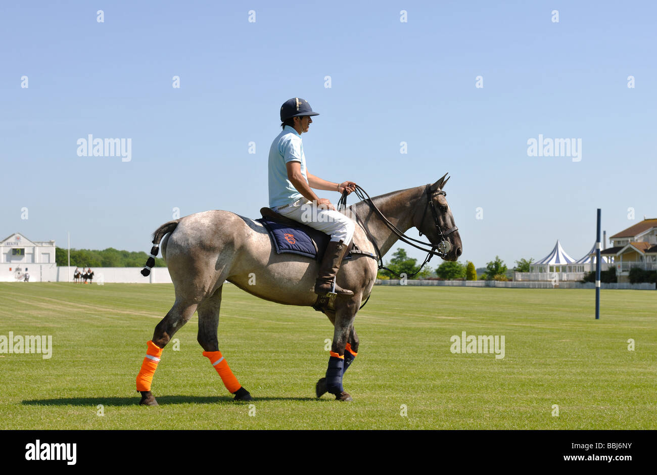 Polo pony ponies hi-res stock photography and images - Alamy