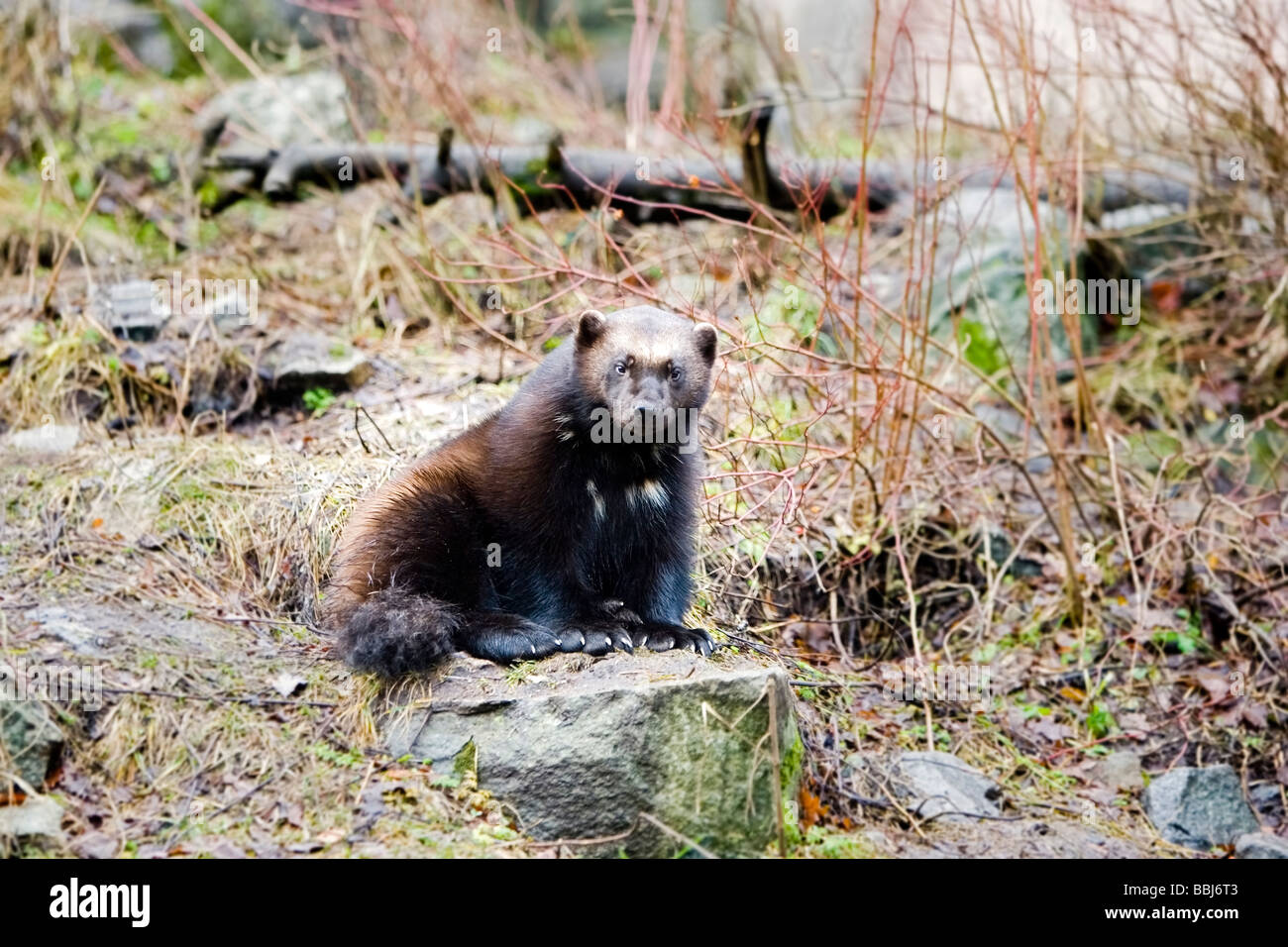 Wolverine zoo weasel hi-res stock photography and images - Alamy