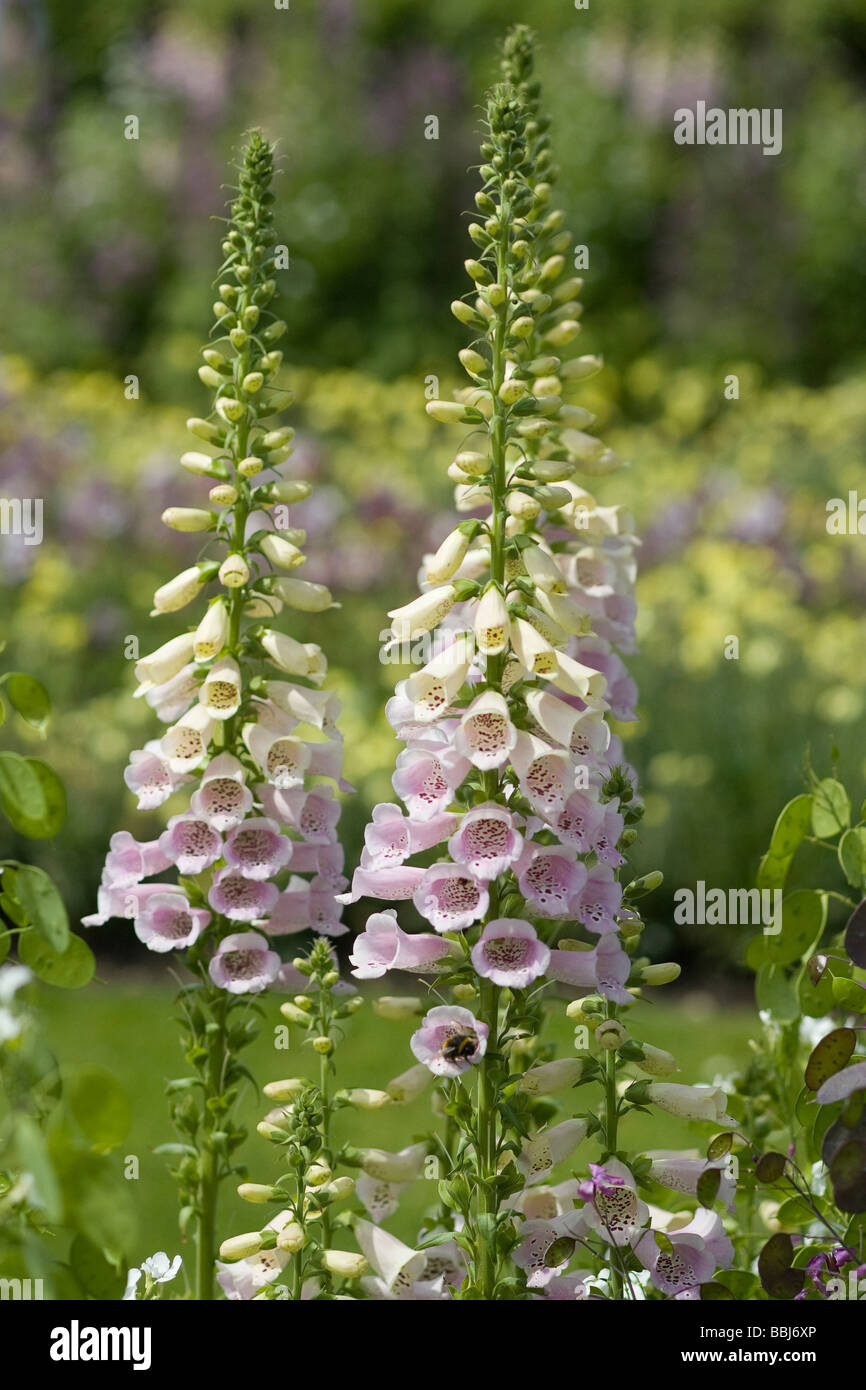 Flpowers hi-res stock photography and images - Alamy