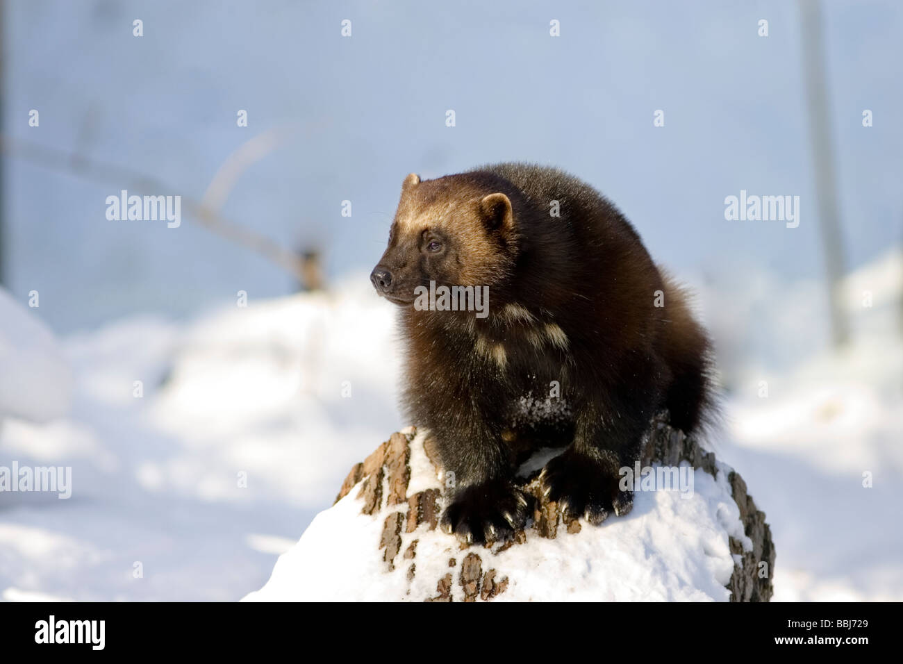 Wolverine zoo weasel hi-res stock photography and images - Alamy