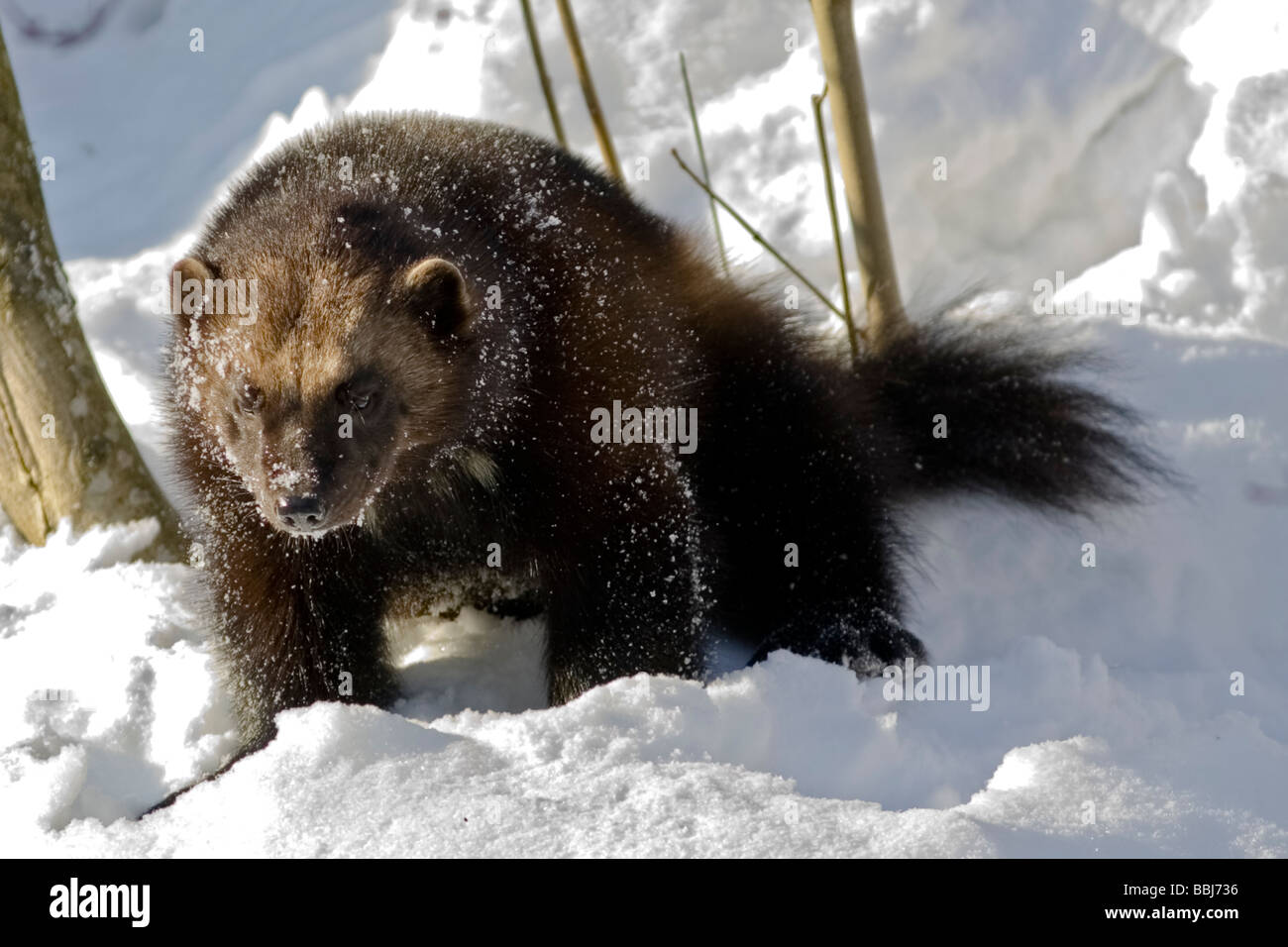 Wolverine (Gulo gulo Stock Photo - Alamy