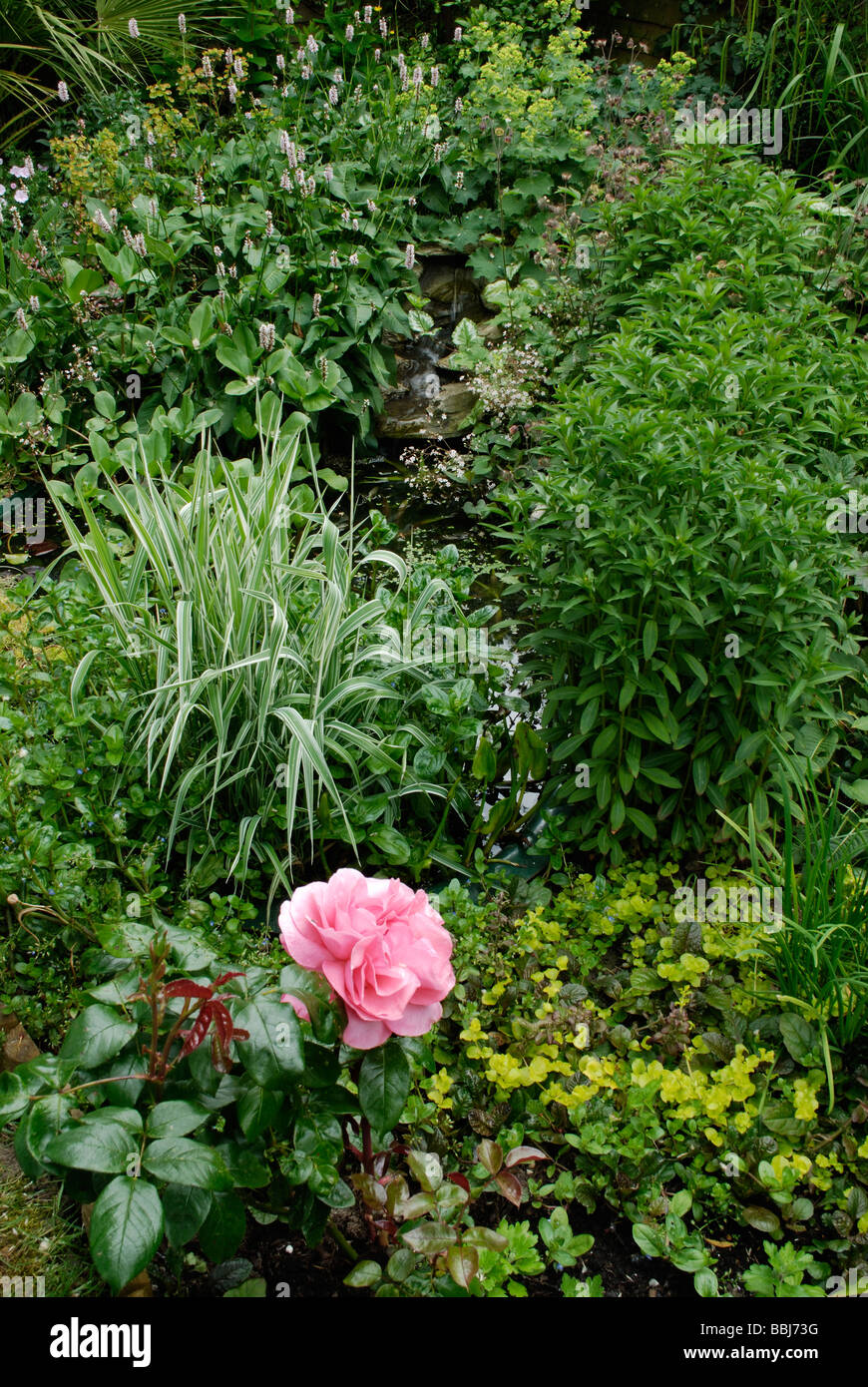 Rose pond hi-res stock photography and images - Alamy