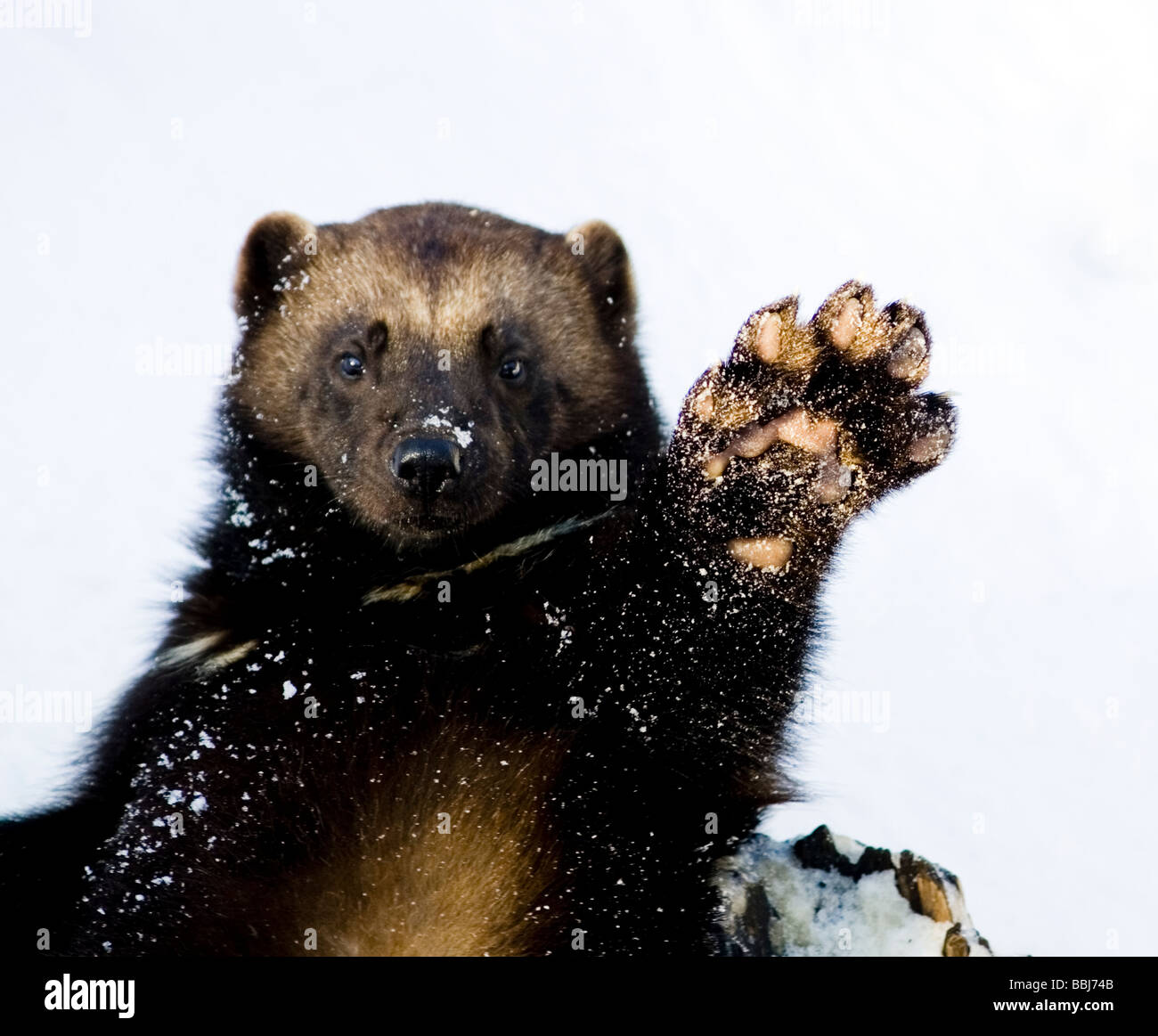 Wolverine (Gulo gulo Stock Photo - Alamy
