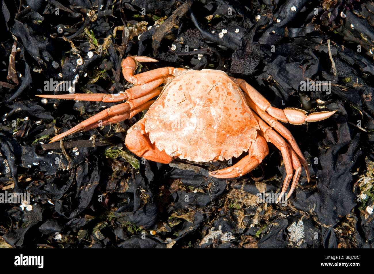 Common shore crab hi-res stock photography and images - Alamy