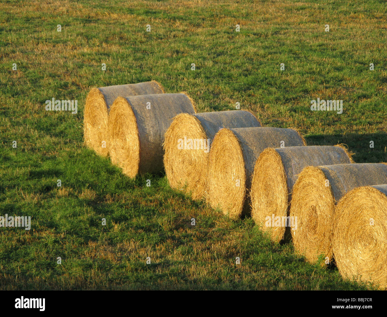 lots of straw bales in field in farm in countryside Stock Photo - Alamy
