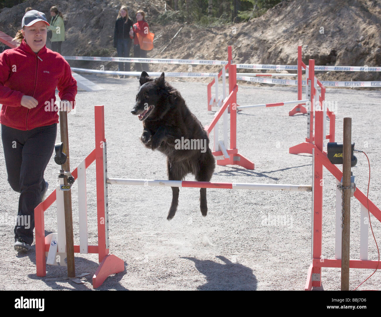 dog agility competition Stock Photo - Alamy