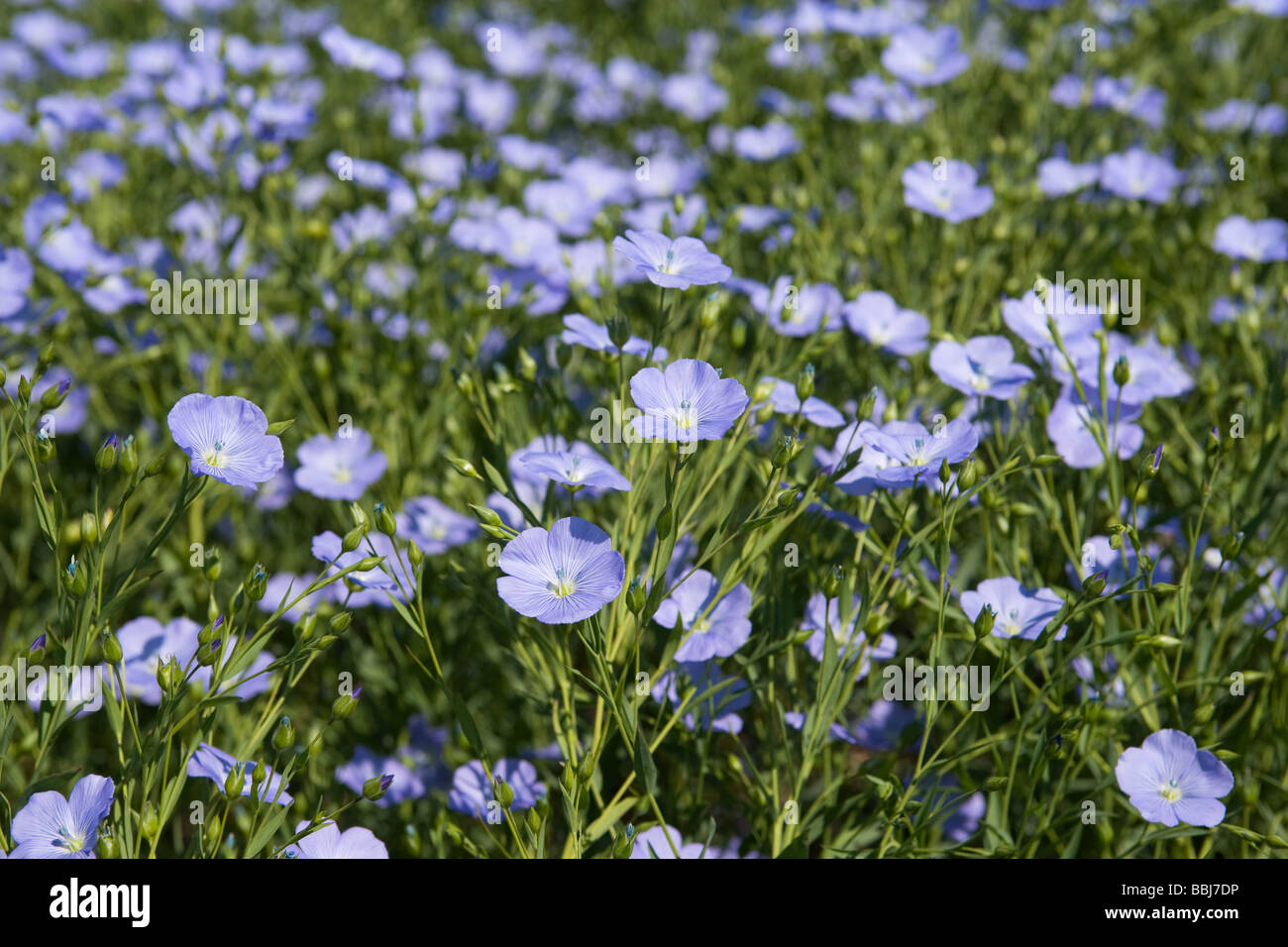 Linseed flower hi-res stock photography and images - Alamy