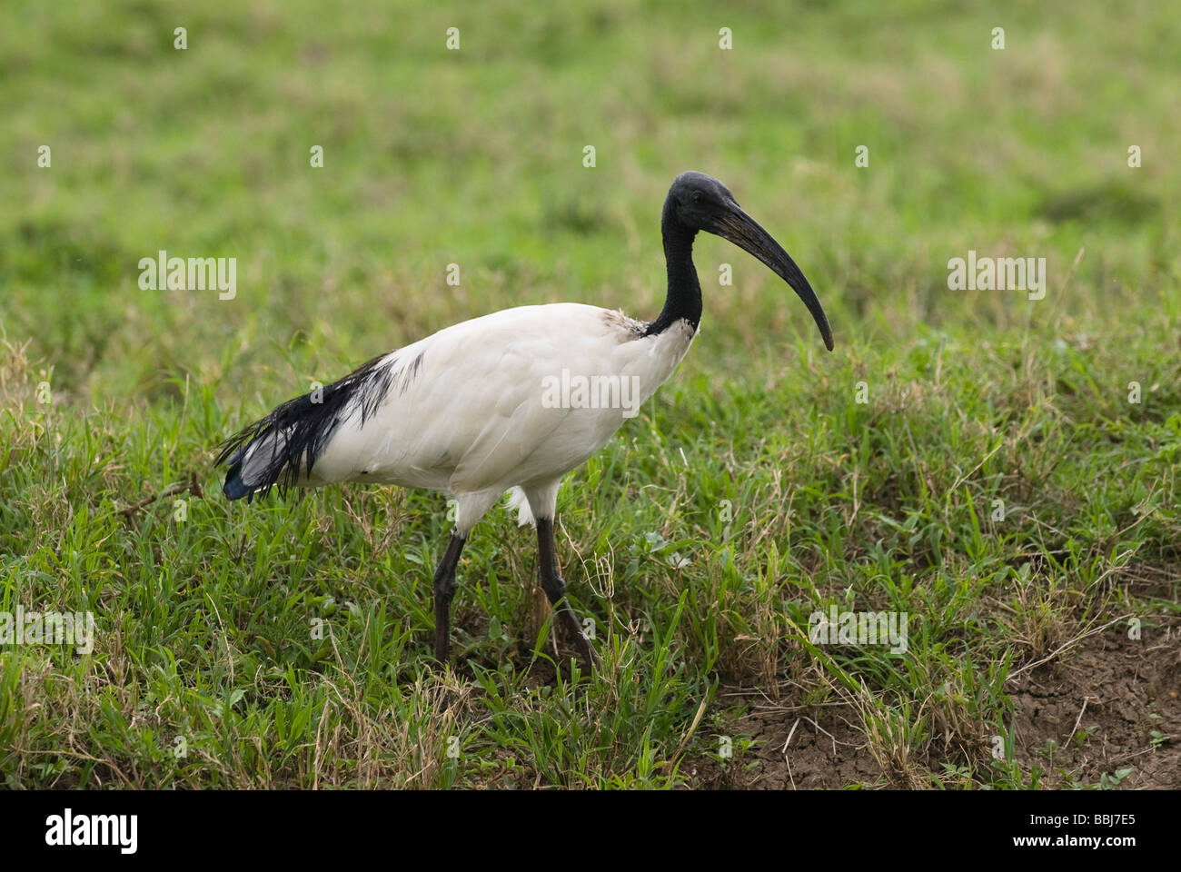 Heiliger ibis threskiornis aethiopicus heiliger ibis hi-res stock ...