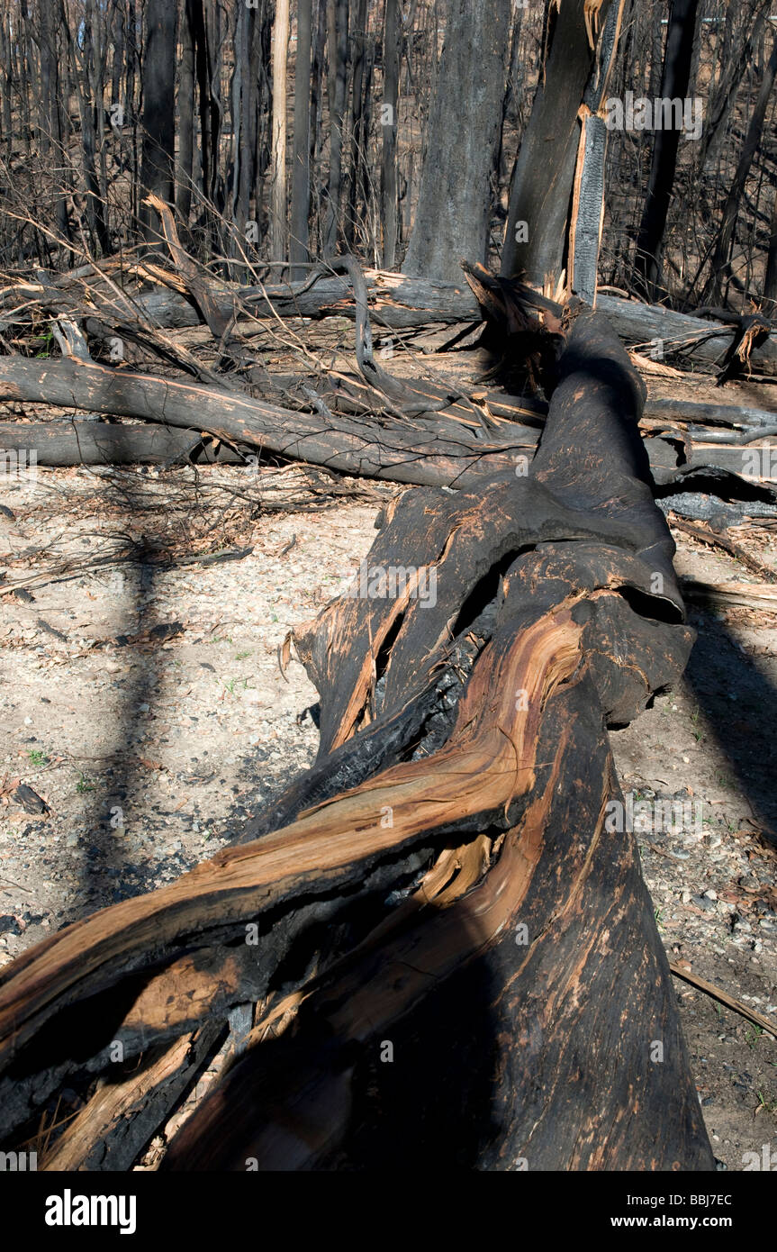 Devastation and fallen trees after a bushfire Stock Photo - Alamy