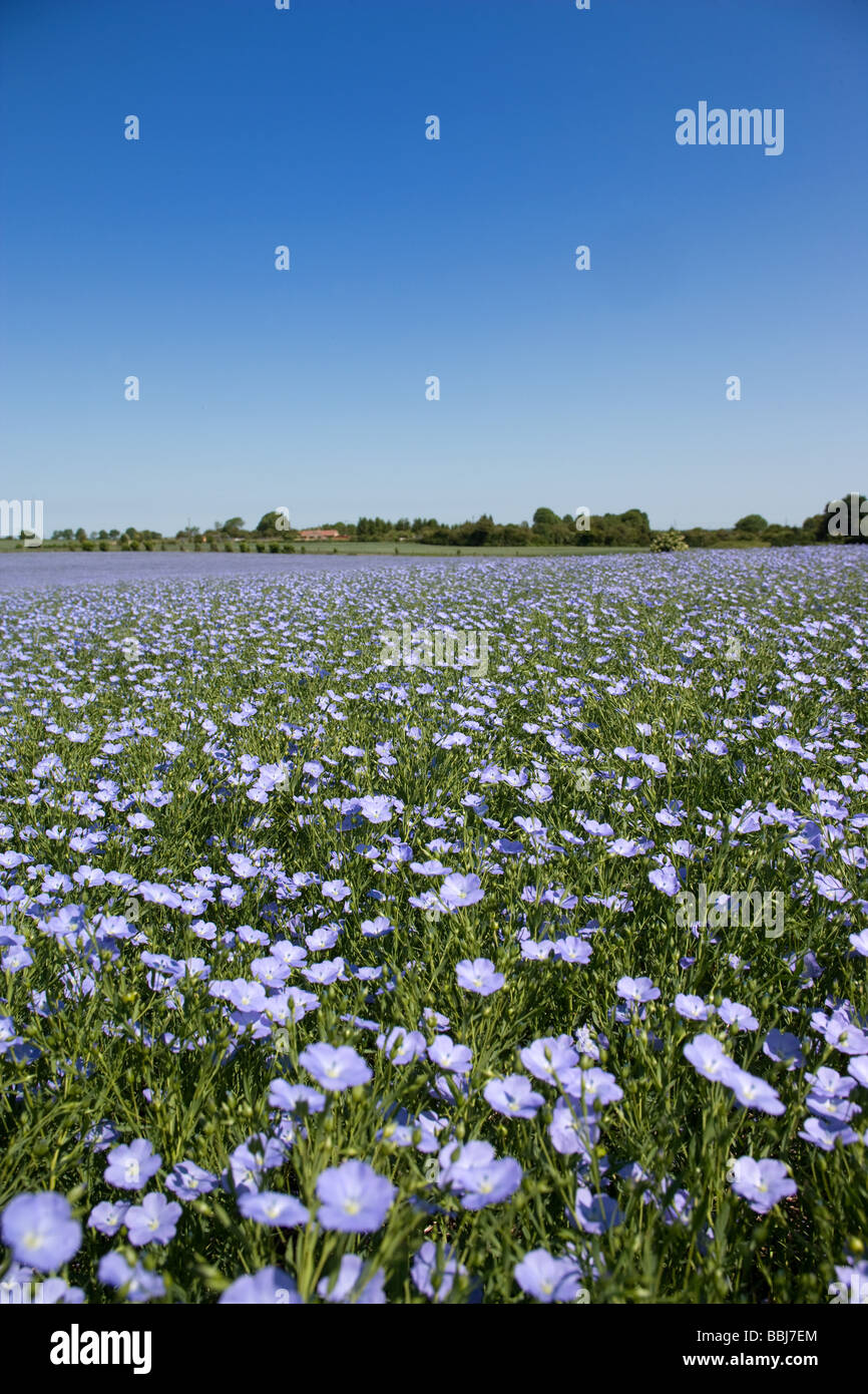 Linseed flower High Resolution Stock Photography and Images - Alamy