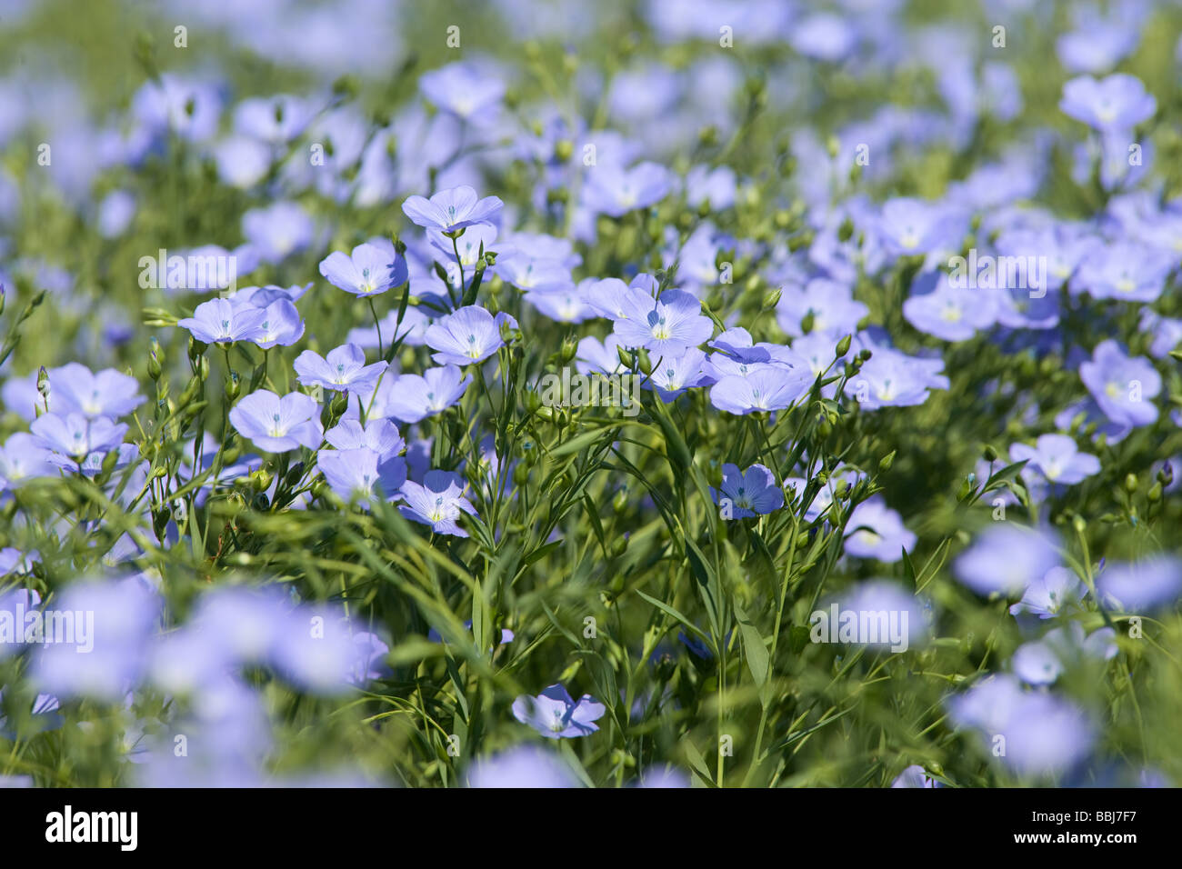 Linseed flower hi-res stock photography and images - Alamy