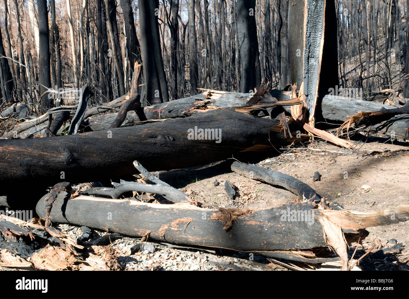 Devastation and fallen trees after a bushfire Stock Photo - Alamy