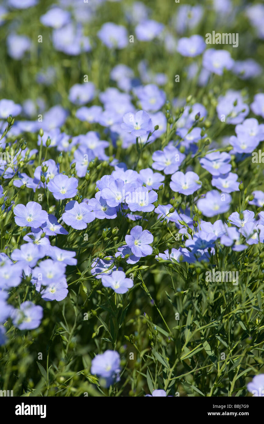 Linseed flower High Resolution Stock Photography and Images - Alamy