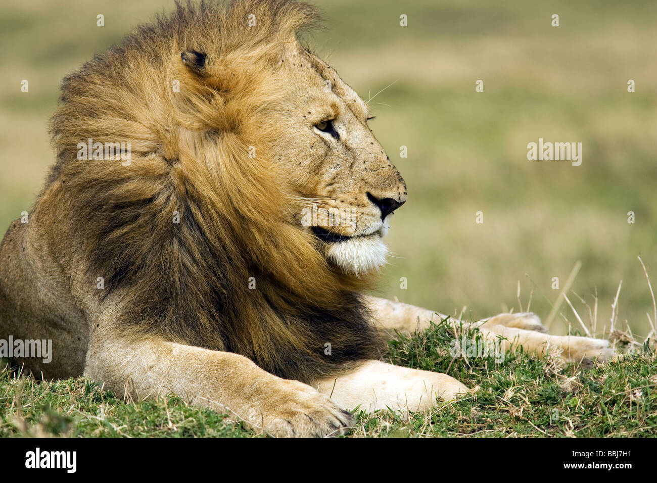 Male lion - Masai Mara National Reserve, Kenya Stock Photo - Alamy
