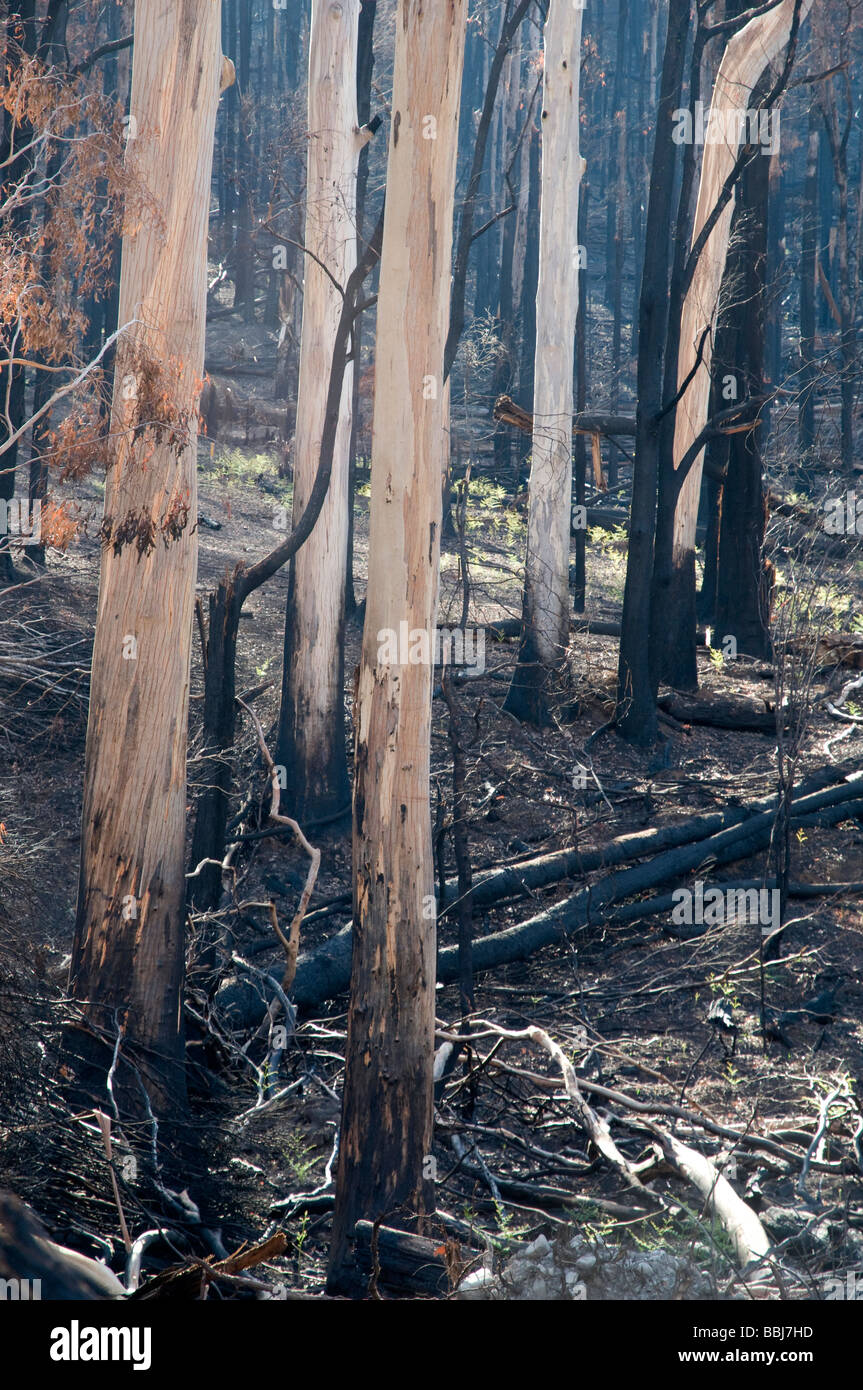 Bushfire bush fire hi-res stock photography and images - Alamy