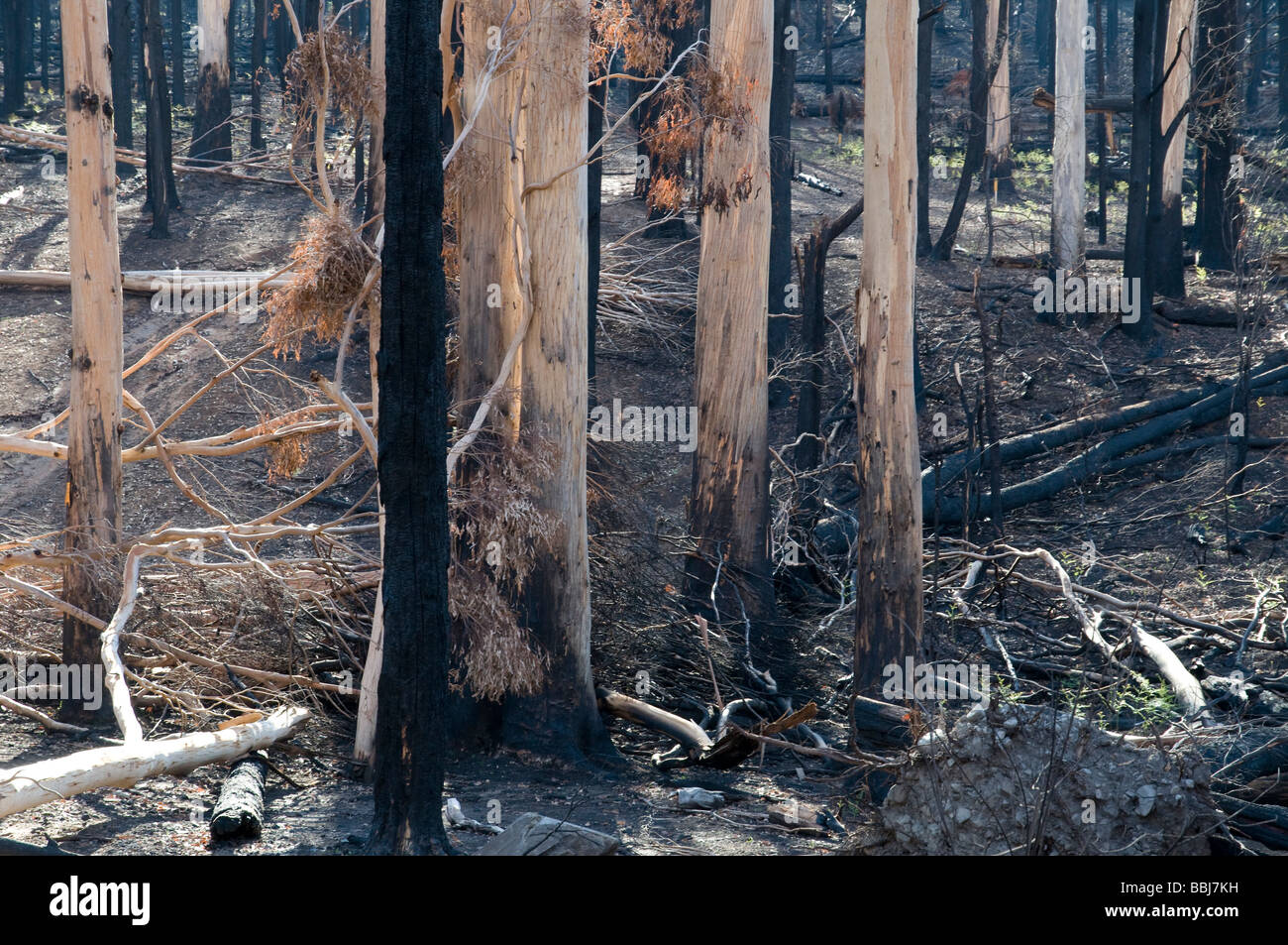 Devastation and fallen trees after a bushfire Stock Photo - Alamy