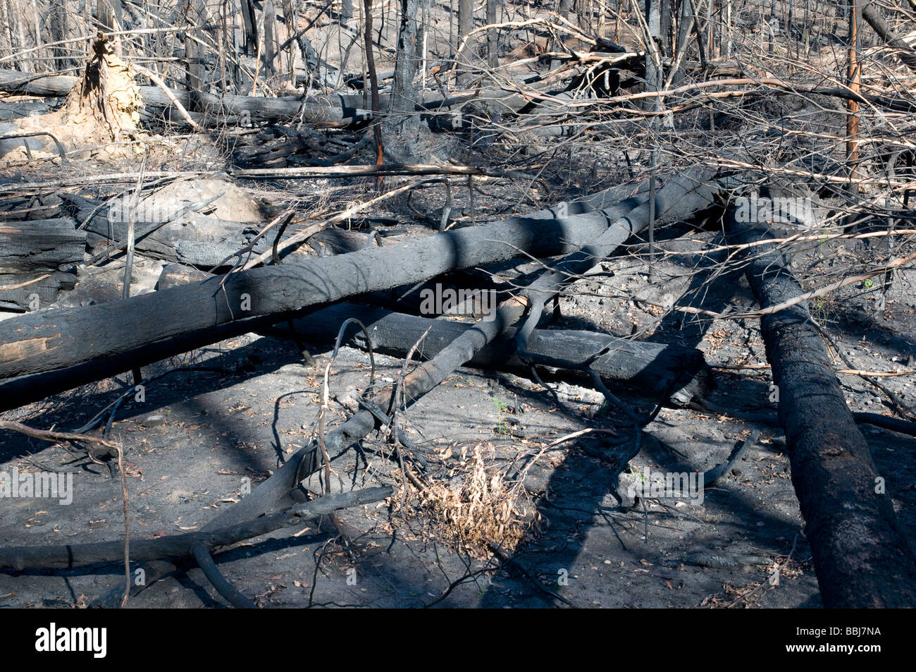 Devastation and fallen trees after a bushfire Stock Photo - Alamy