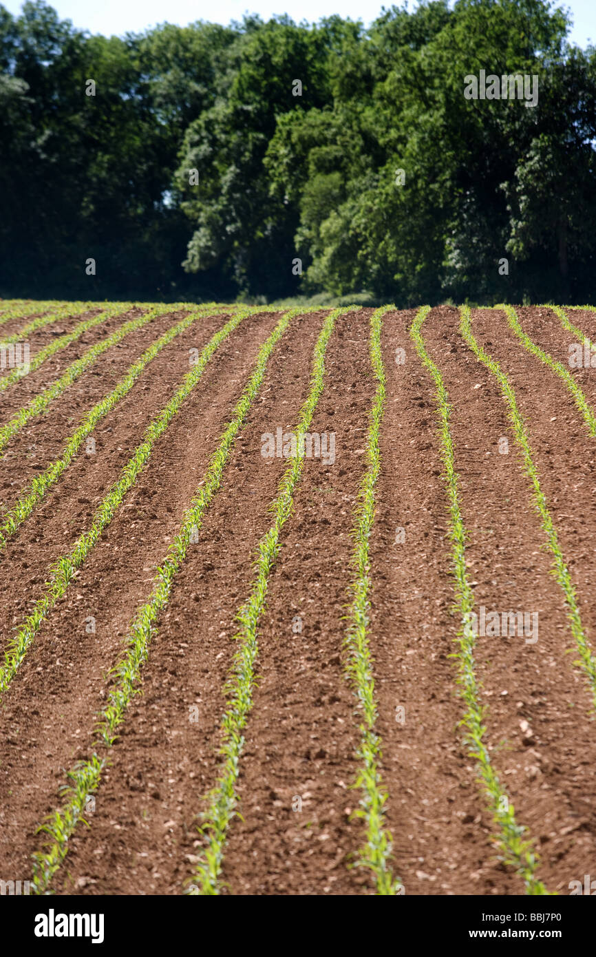 Young crops of maize hi-res stock photography and images - Alamy
