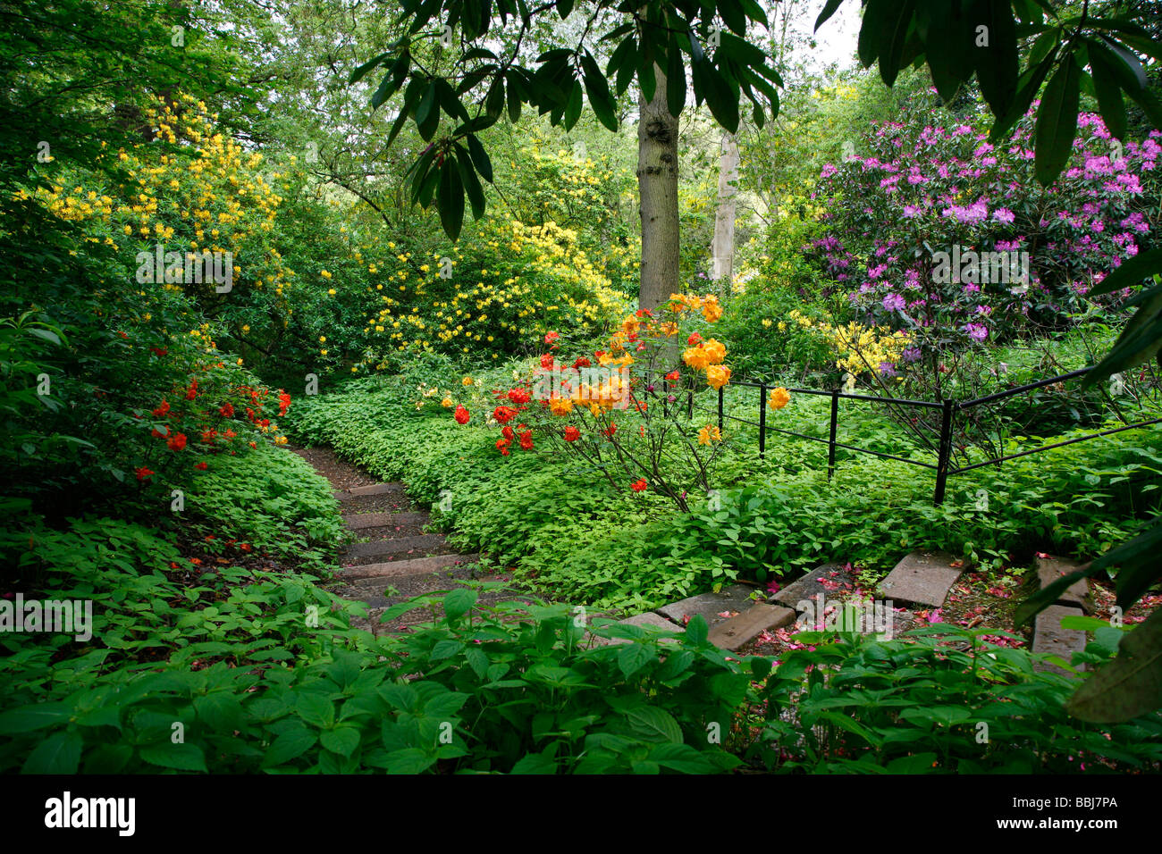Lady Jane's Wood in Cannizaro Park , Wimbledon, London, UK Stock Photo ...