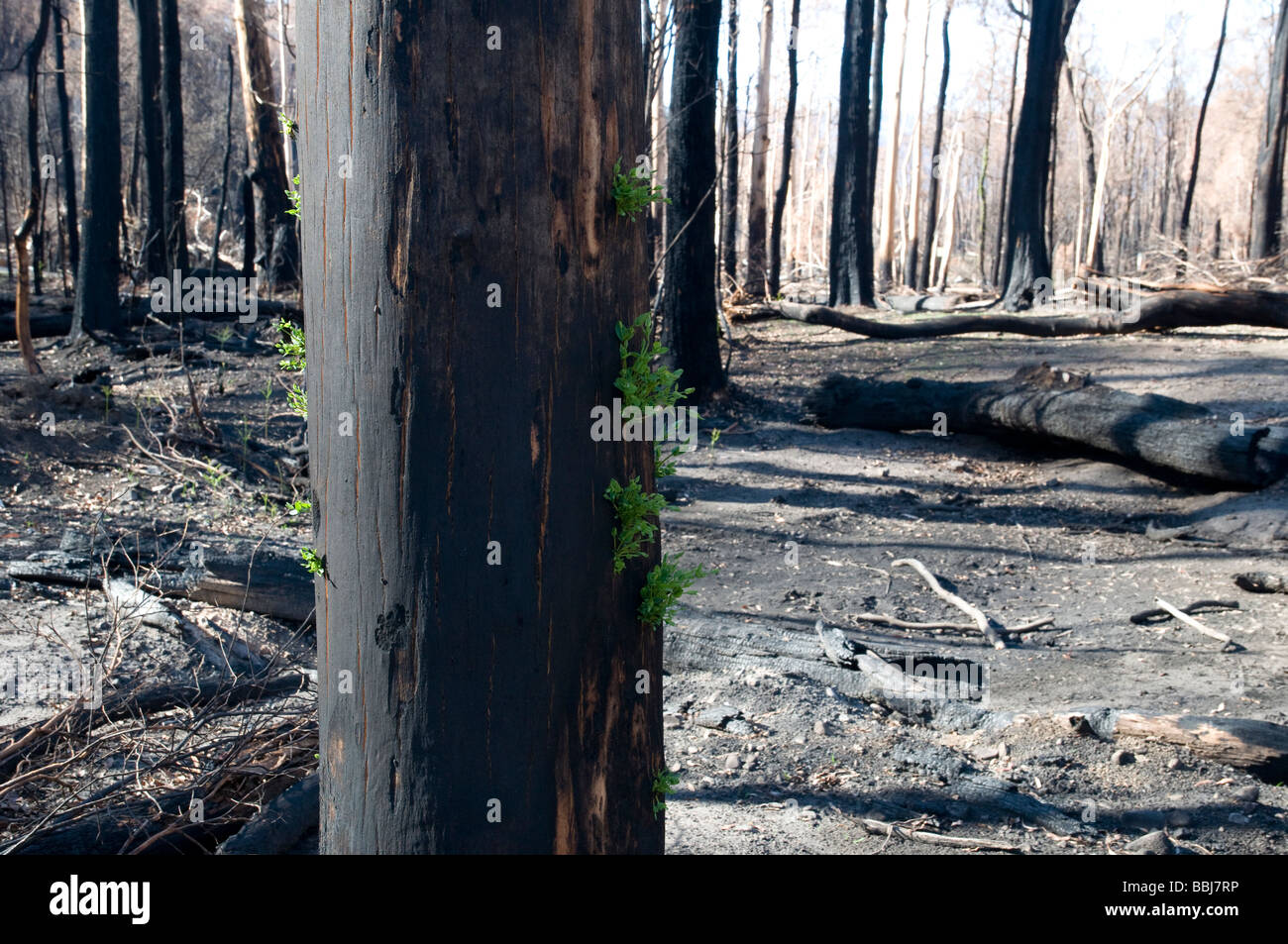 Devastation and fallen trees after a bushfire Stock Photo - Alamy