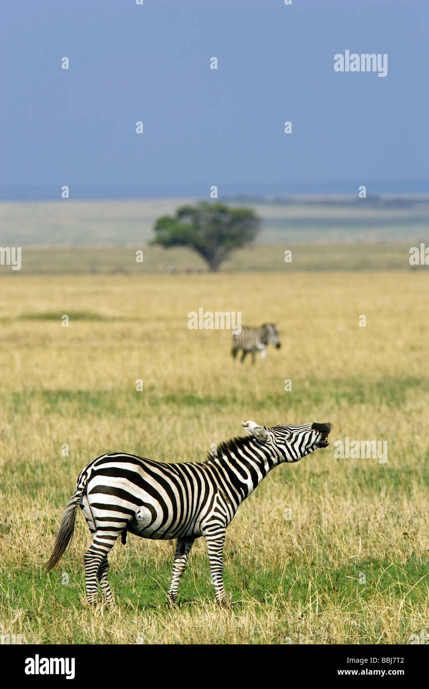 Barking landscape hi-res stock photography and images - Alamy