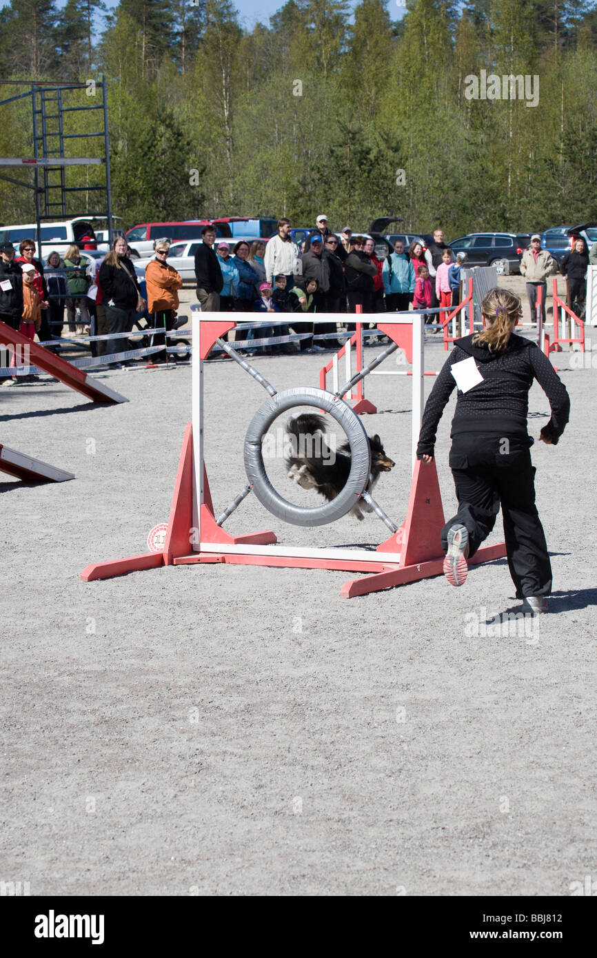 dog agility competition Stock Photo - Alamy