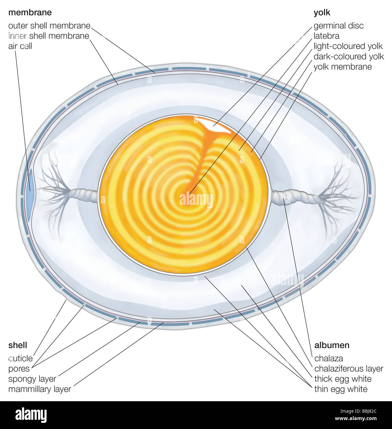 The Structural Components Of An Egg Stock Photo Alamy