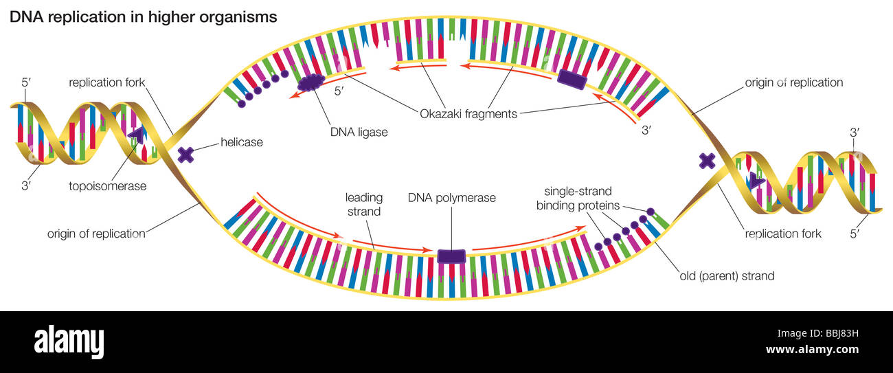 DNA replication in higher organisms begins at multiple origins of Stock ... DNA replication in higher organisms begins at multiple origins of Stock ...