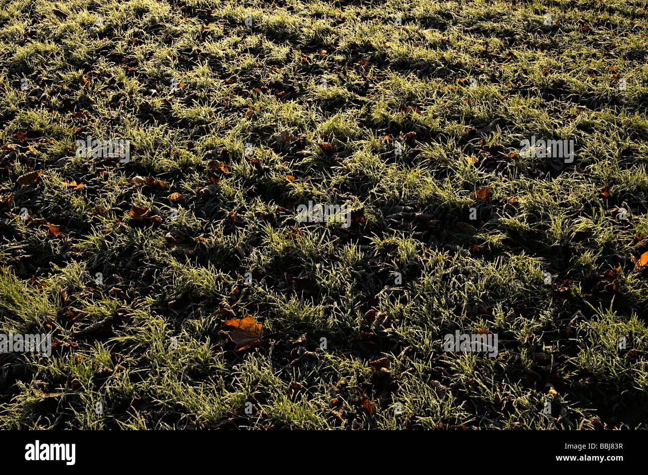 Frosty grassland texture hi-res stock photography and images - Alamy