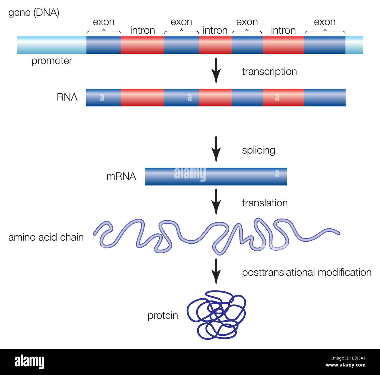 Transcription and translation dna hi-res stock photography and images ...