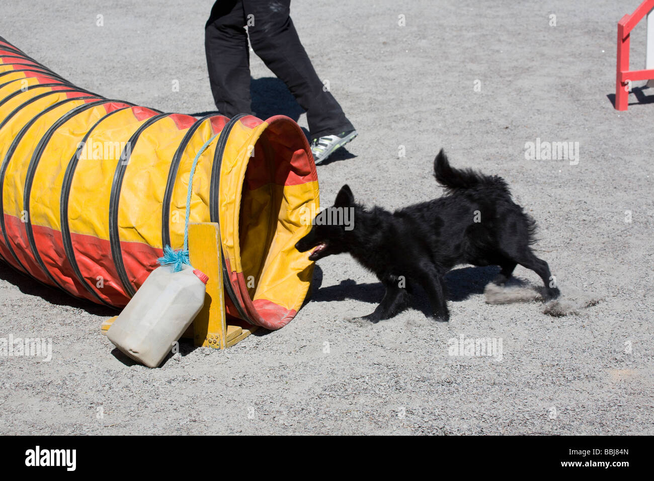 dog agility competition Stock Photo - Alamy