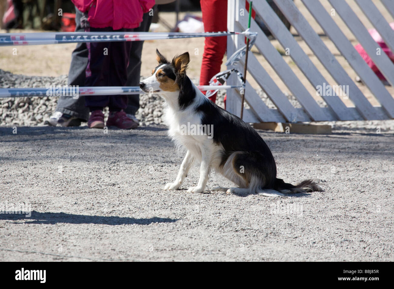 Dog Agility Competition Stock Photo Alamy dog-agility-competition-stock-photo-alamy