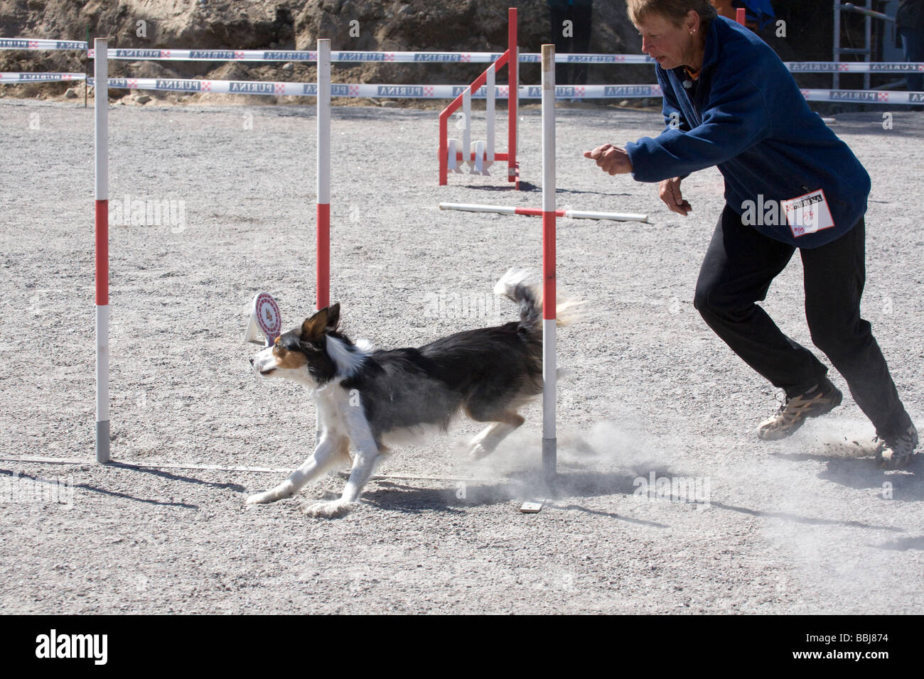 dog Agility Competition Stock Photo Alamy dog-agility-competition-stock-photo-alamy