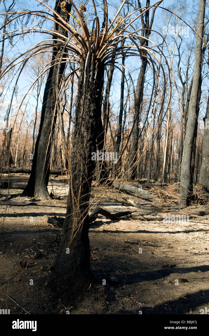 Devastation and fallen trees after a bushfire Stock Photo - Alamy