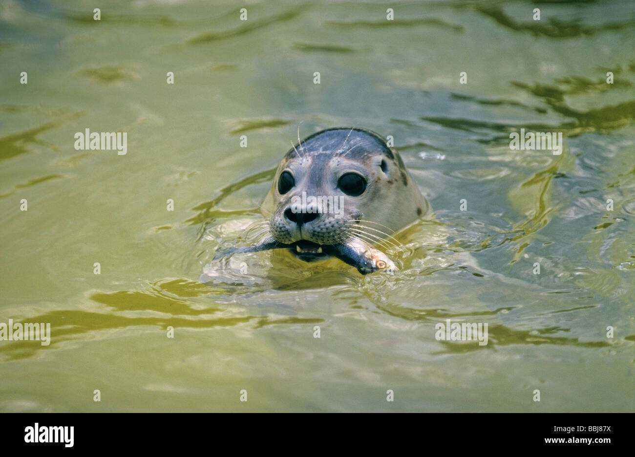 Common seal eating fish in hi-res stock photography and images - Alamy